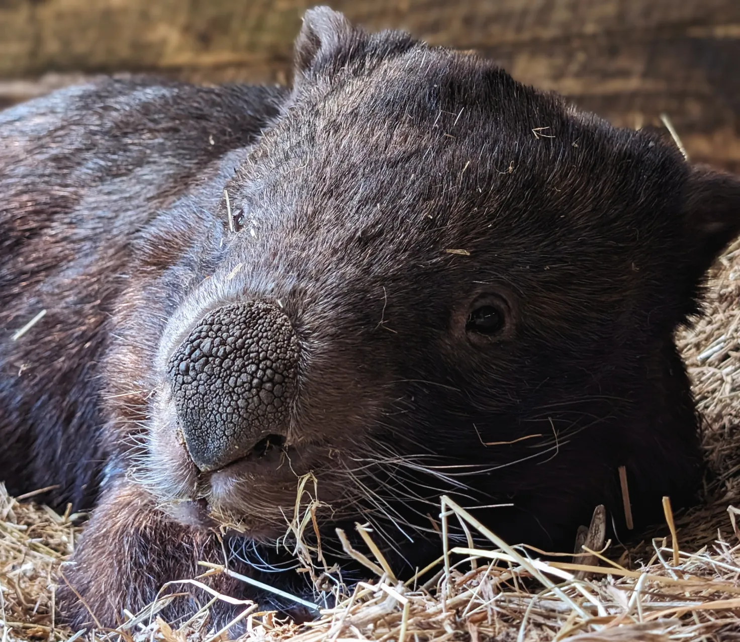Wombat | Nocturnal Lifestyle & Habitats