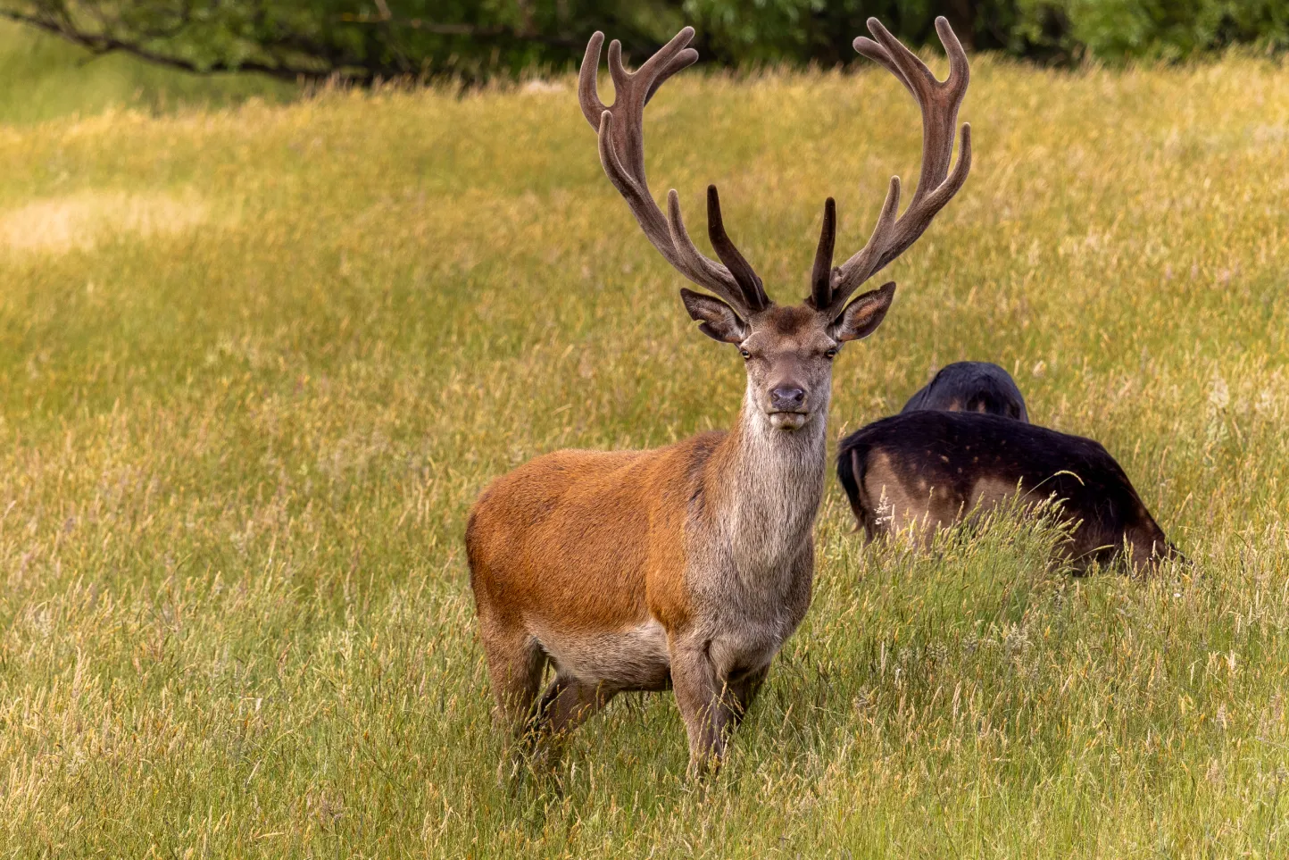 Meet Our Majestic Red Deer | Great Ocean Road Wildlife Park